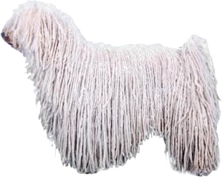 Moneda para el Komondor, el perro con rastas | Numismatica Visual